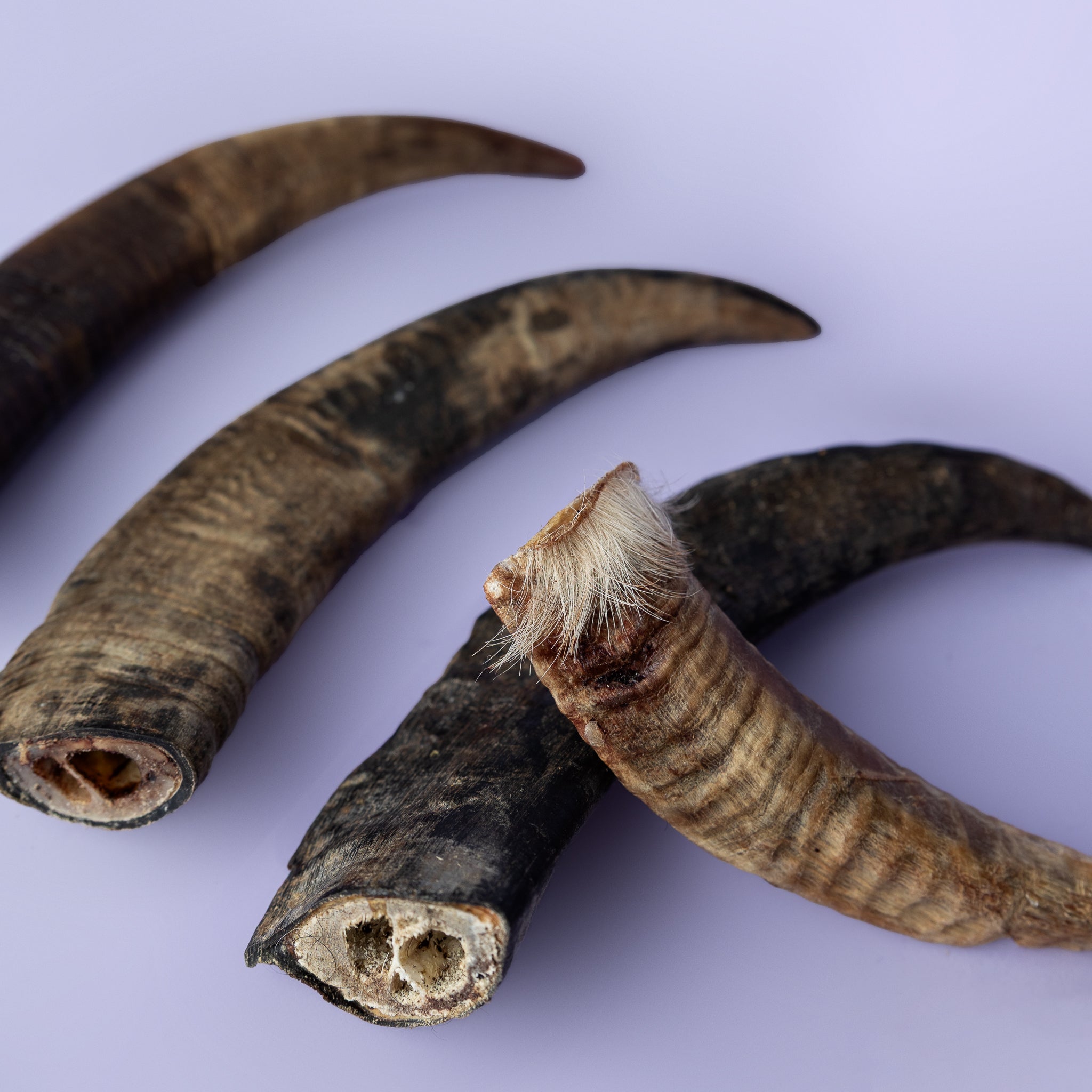 Curly Lamb Horns - Natural Antler Alternative | Long-Lasting Dog Chews ...